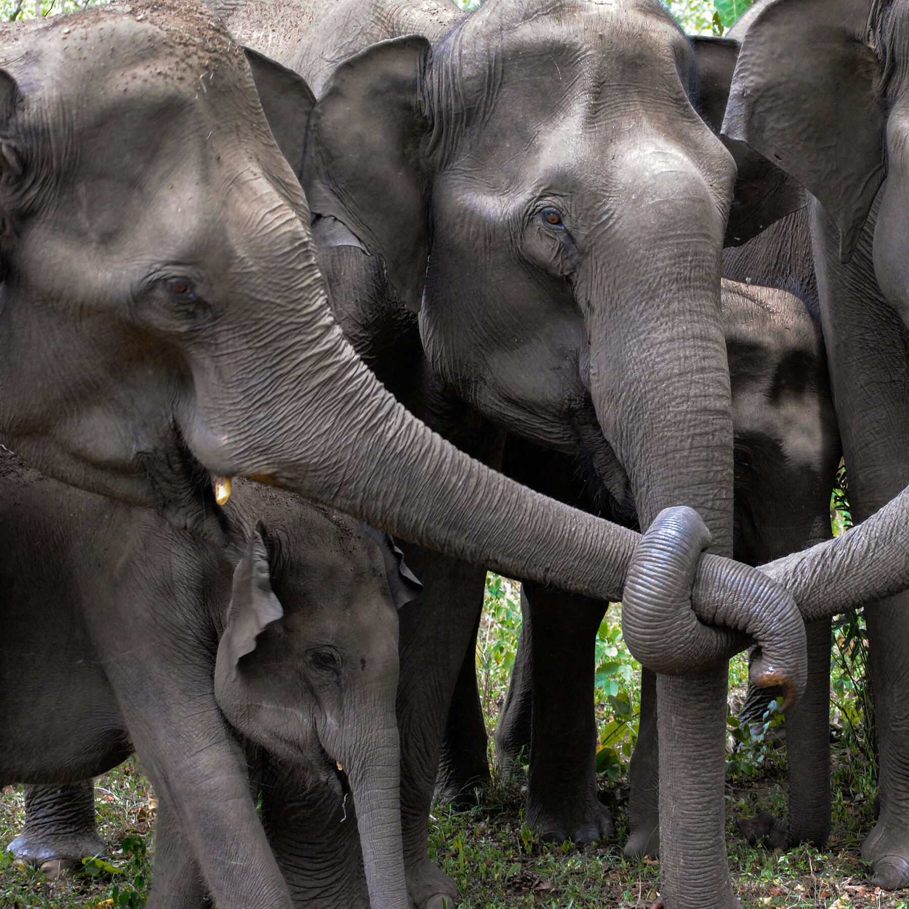 The Love of Wildlife – ELEPHANT FUNERAL - FUTURISTIC MAHOGANY REVUE