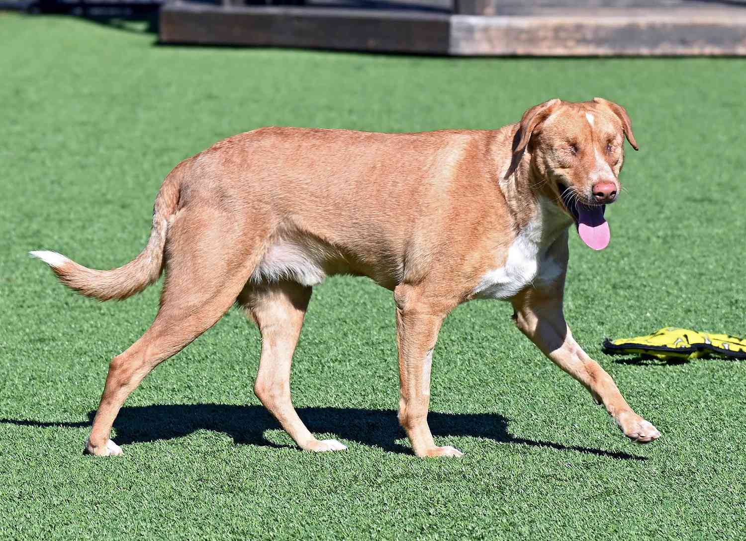 Story Of A Blind Dog Named Betsy Who Lived In A Shelter. · - FUTURISTIC ...