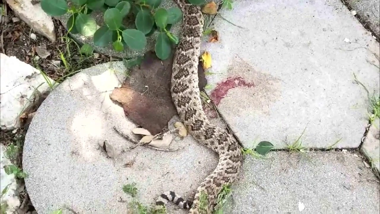 A Snake On Fire , Man Saved It ,And Snake Still Bite Him - FUTURISTIC ...